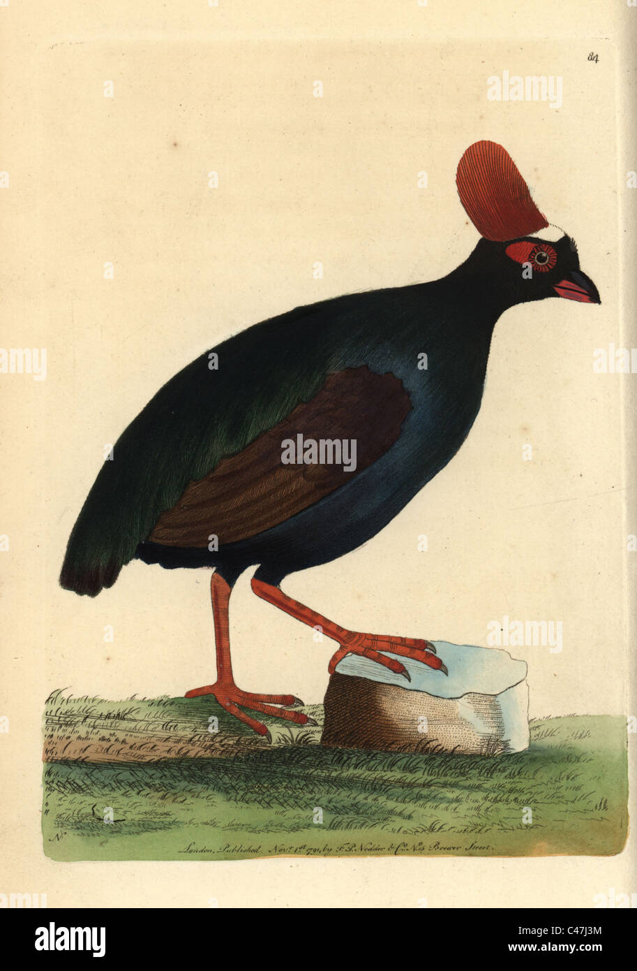 Crested wood-partridge, Rollulus rouloul Stock Photo - Alamy