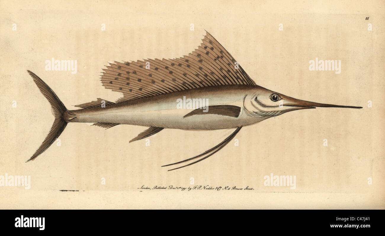 Istiophorus platypterus sailfish hi-res stock photography and images ...