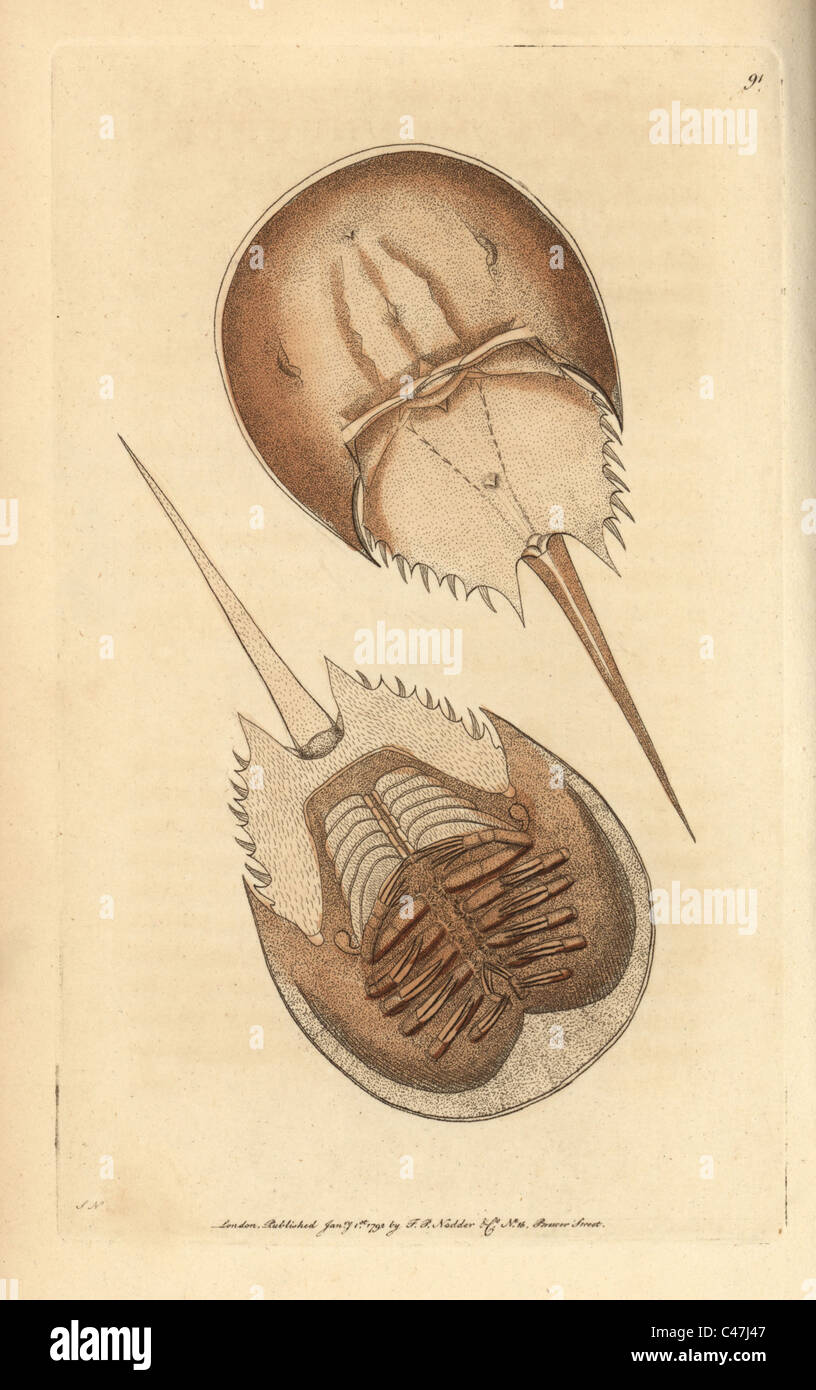 Polyphemus polyphemus hi-res stock photography and images - Alamy