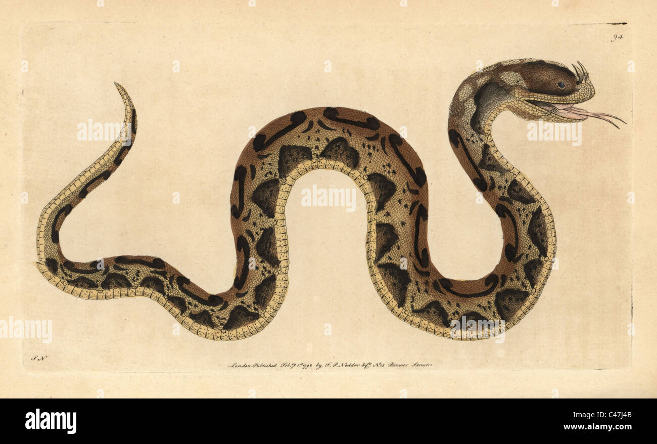 Rhinoceros viper, Bitis nasicornis Stock Photo - Alamy