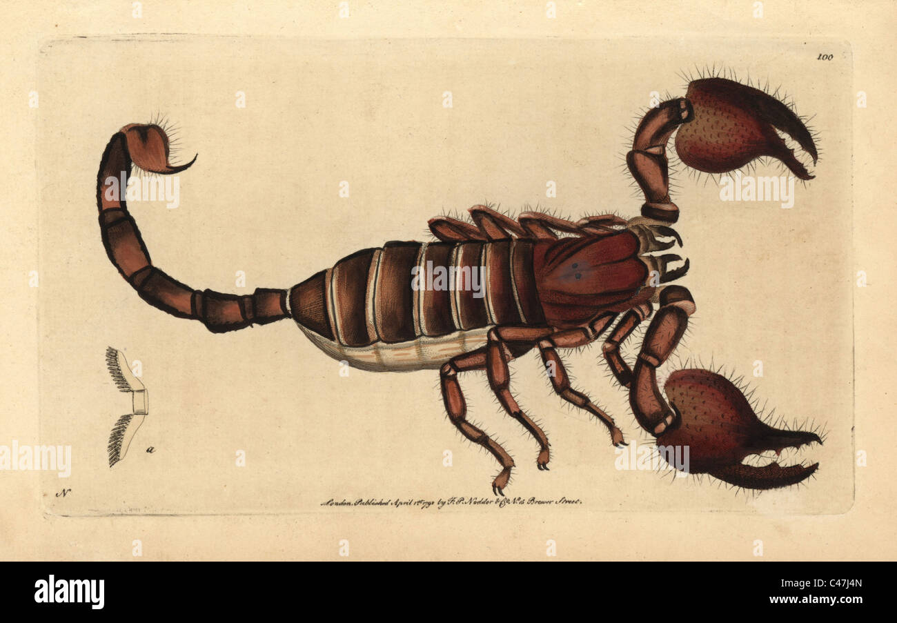 Scorpio afer hi-res stock photography and images - Alamy