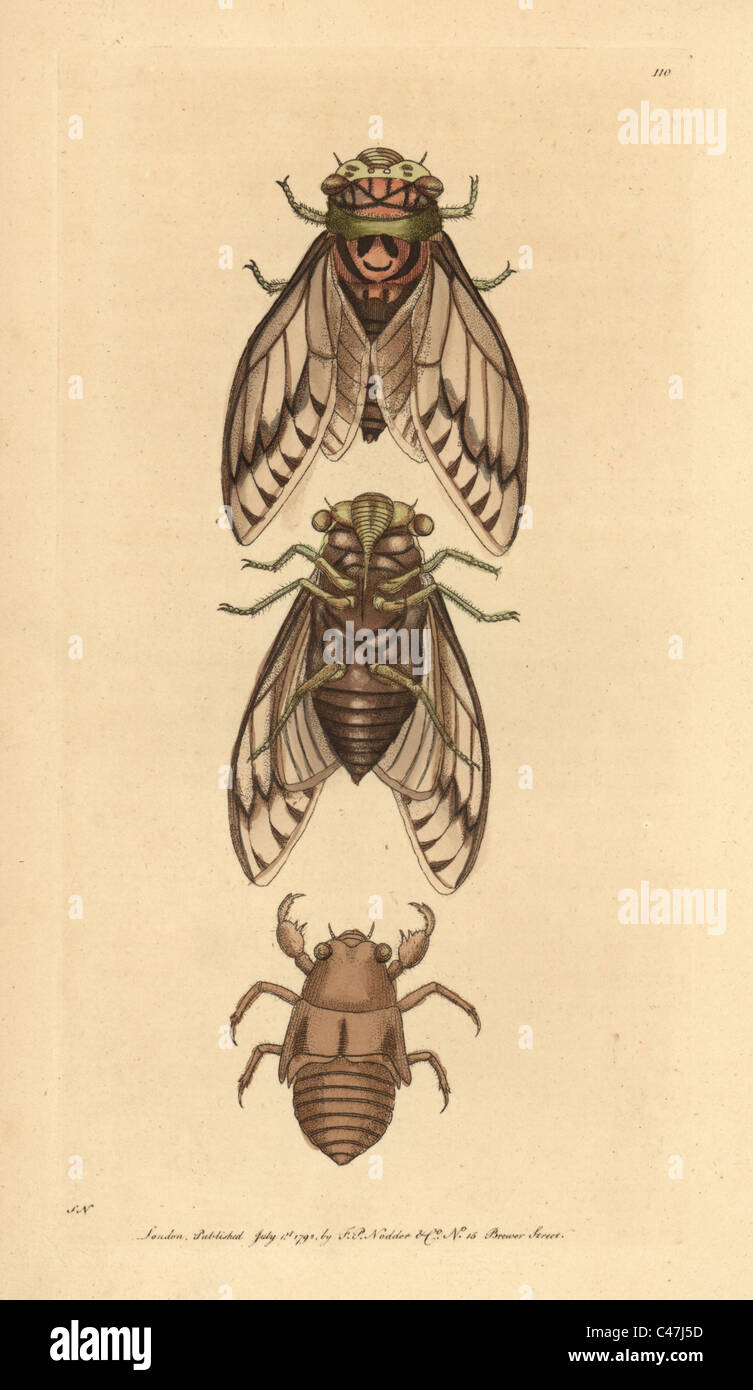 Cicada Scientific Illustration
