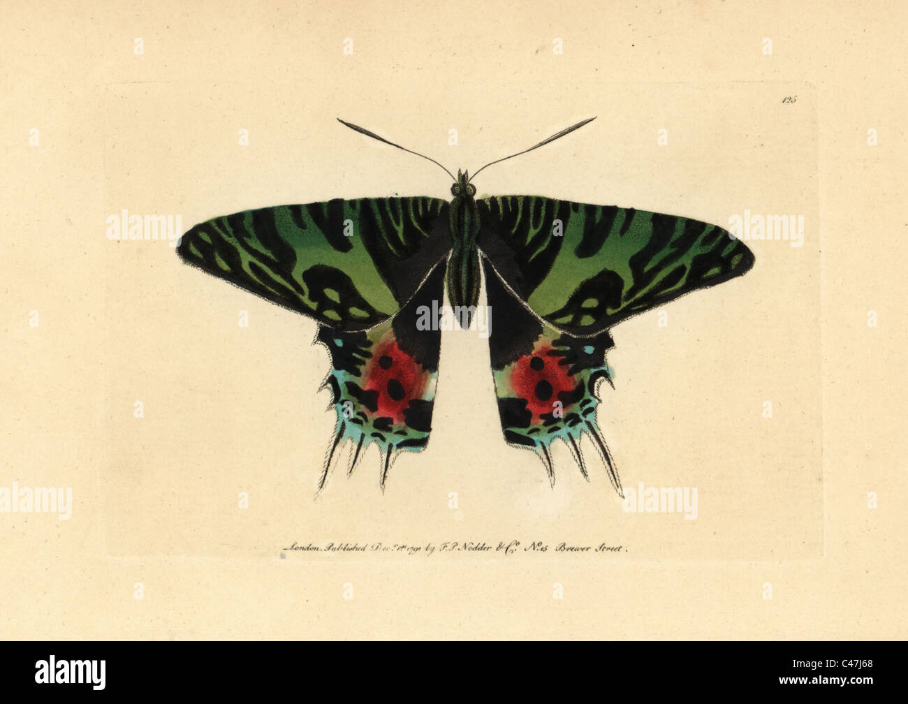 Madagascan sunset moth, Chrysiridia rhipheus Stock Photo - Alamy