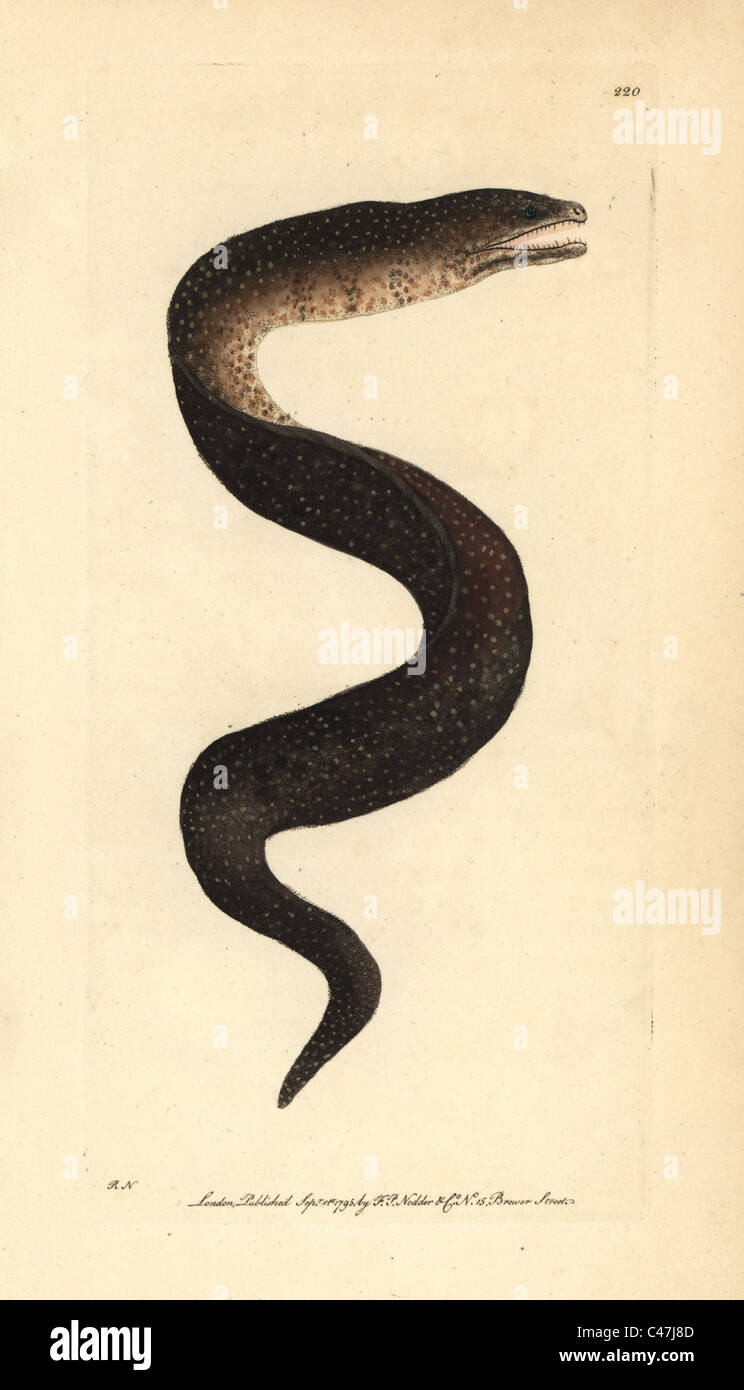 Turkey moray eel, Gymnothorax meleagris Stock Photo - Alamy