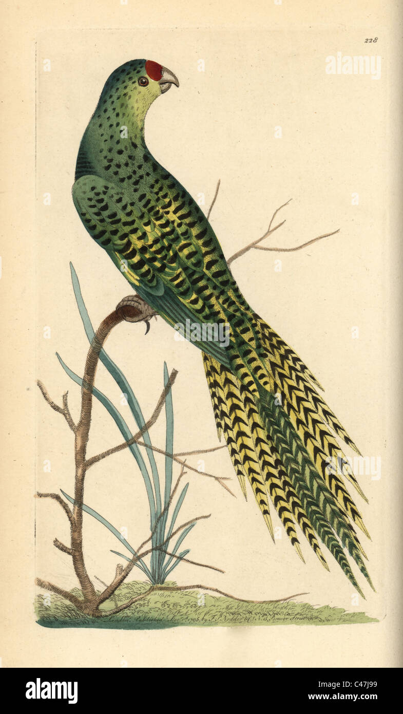 Ground parrot, Pezoporus wallicus Stock Photo - Alamy