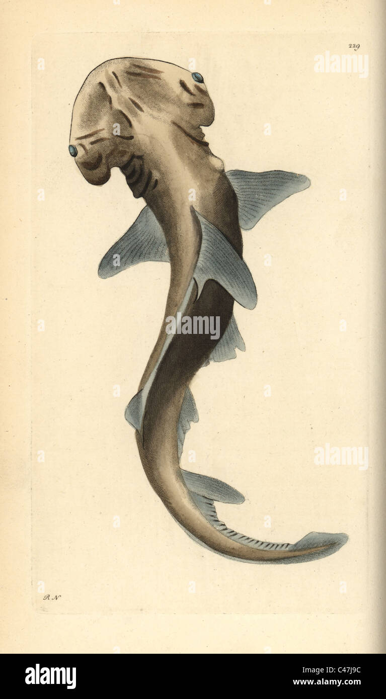 Bonnethead shark, Sphyma tiburo Stock Photo - Alamy
