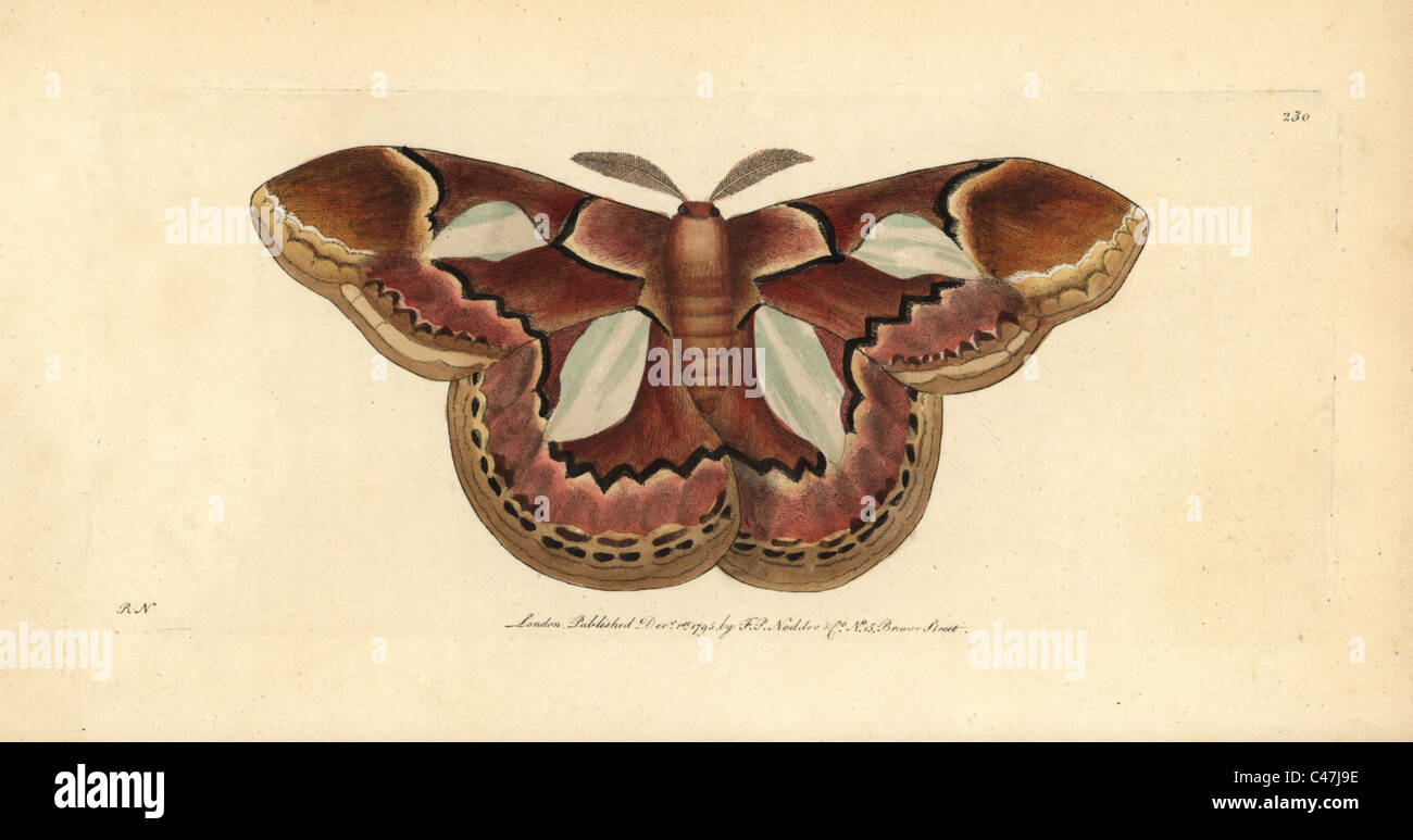 Rothschildia moth hi-res stock photography and images - Alamy