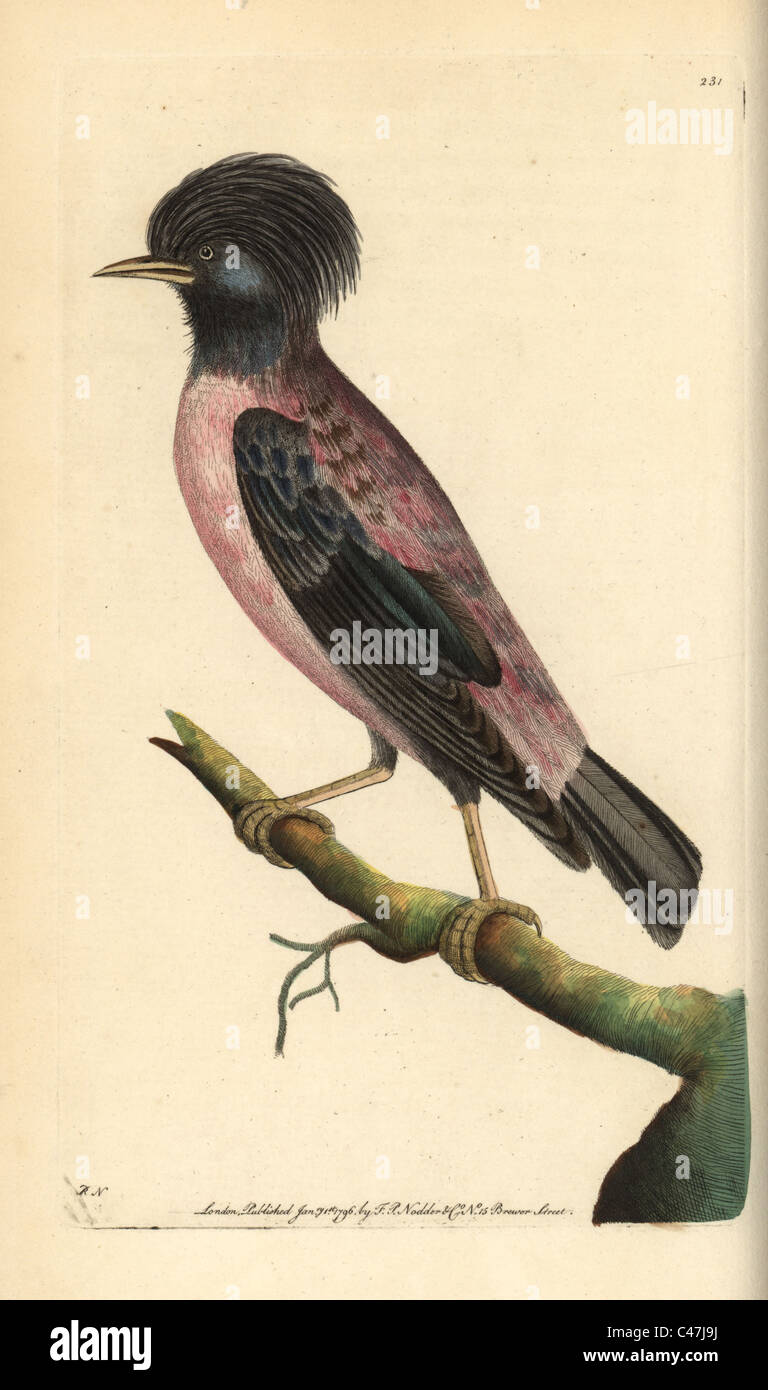 Rose coloured starling sturnus roseus hi-res stock photography and ...