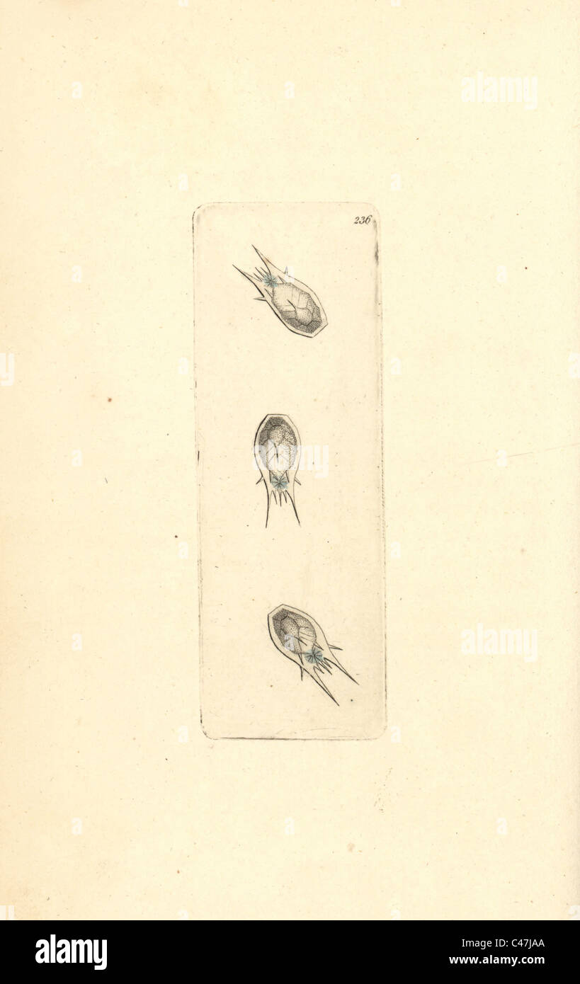 Plankton, Thalia democratica Stock Photo - Alamy