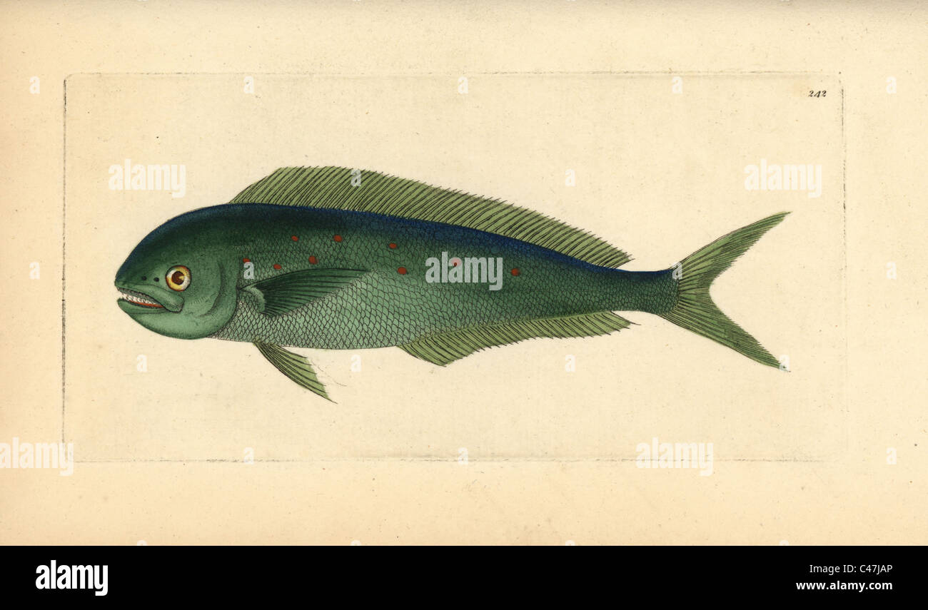Dolphinfish, Coryphaena hippurus Stock Photo - Alamy