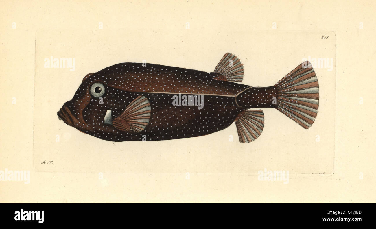 White-spotted boxfish, Ostracion meleagris Stock Photo - Alamy