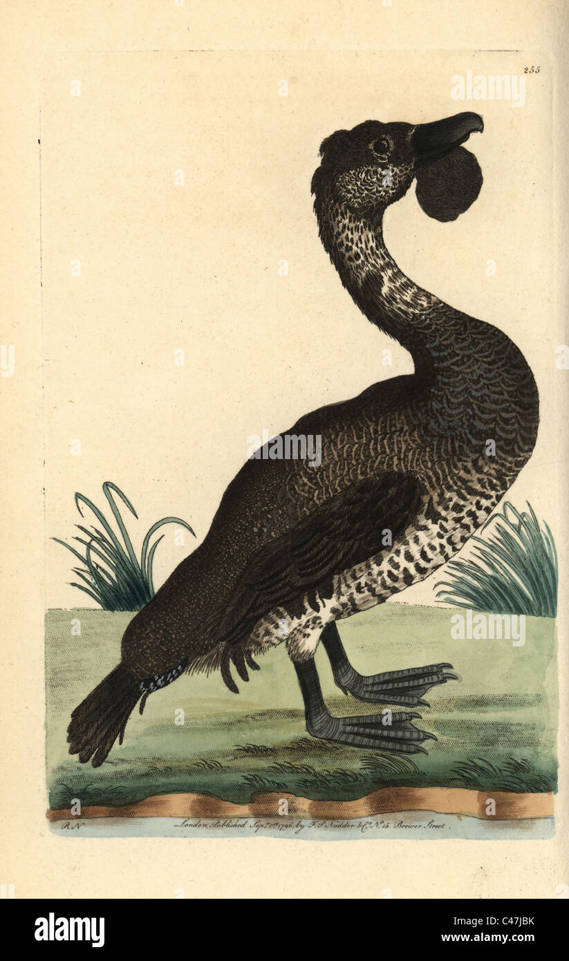 Musk duck, Biziura lobata Stock Photo - Alamy