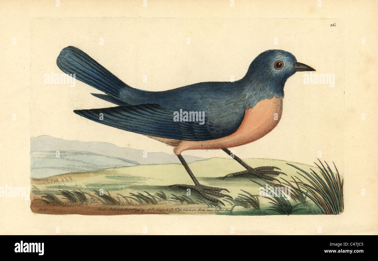 Eastern bluebird, Sialis sialis Stock Photo - Alamy