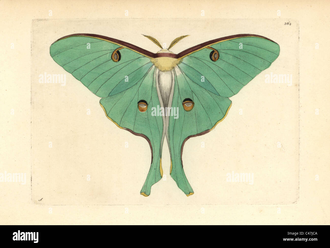 Phalaena luna hi-res stock photography and images - Alamy