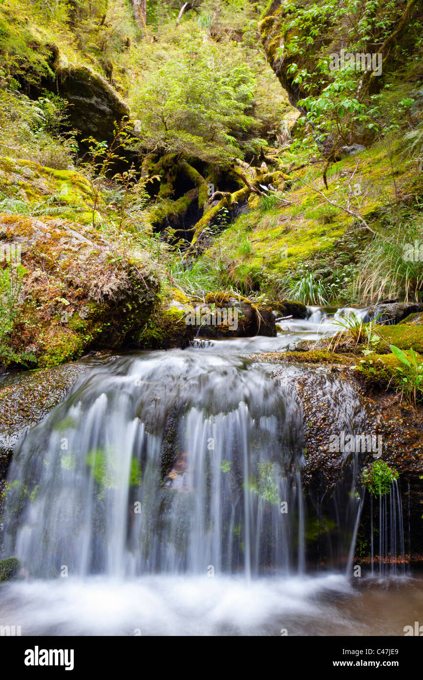 Forest with waterfall hi-res stock photography and images - Alamy