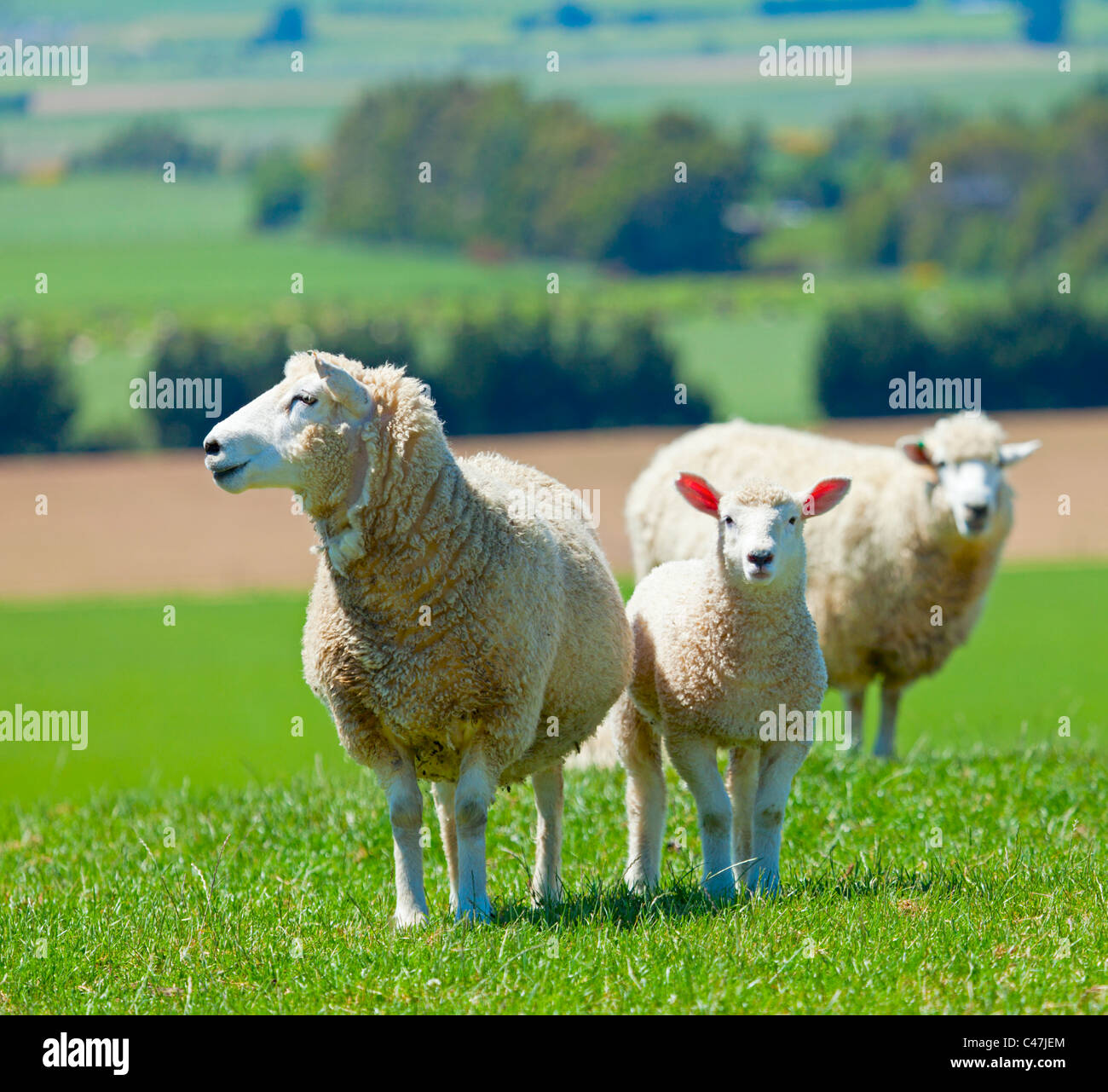 Heard of sheep hi-res stock photography and images - Alamy