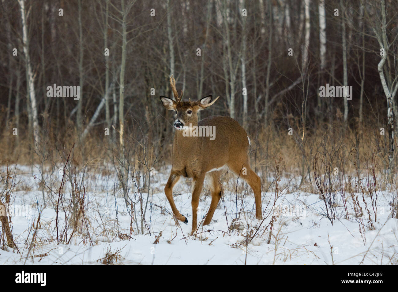 Injured white-tailed deer Stock Photo - Alamy