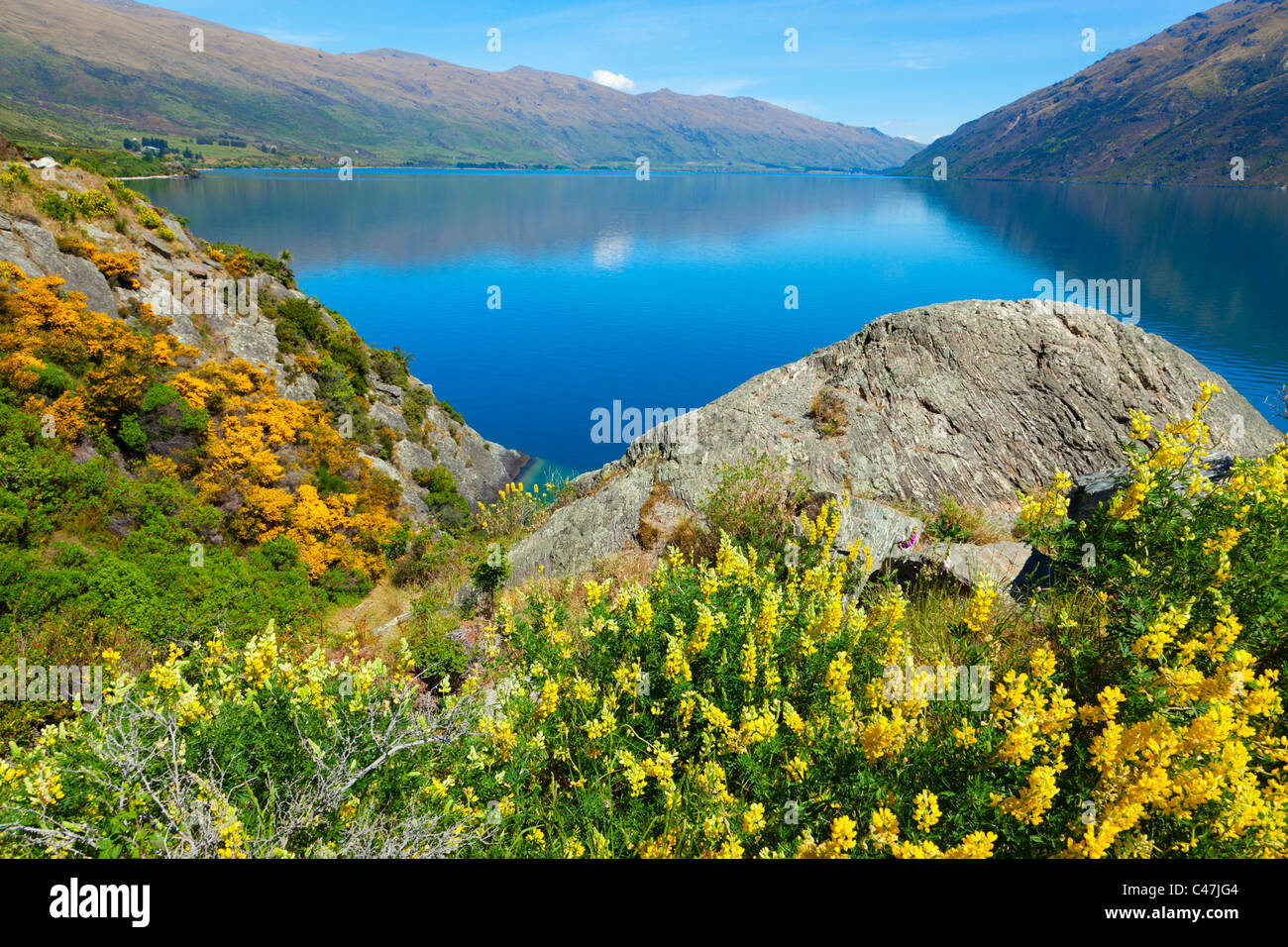 New zealand yellow flowers hi-res stock photography and images - Alamy