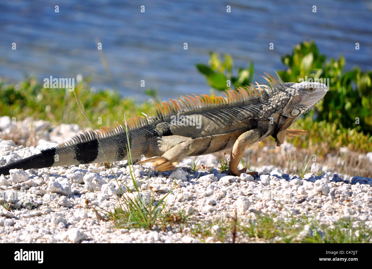 Iguana on the Move! - Key West Fl Stock Photo - Alamy