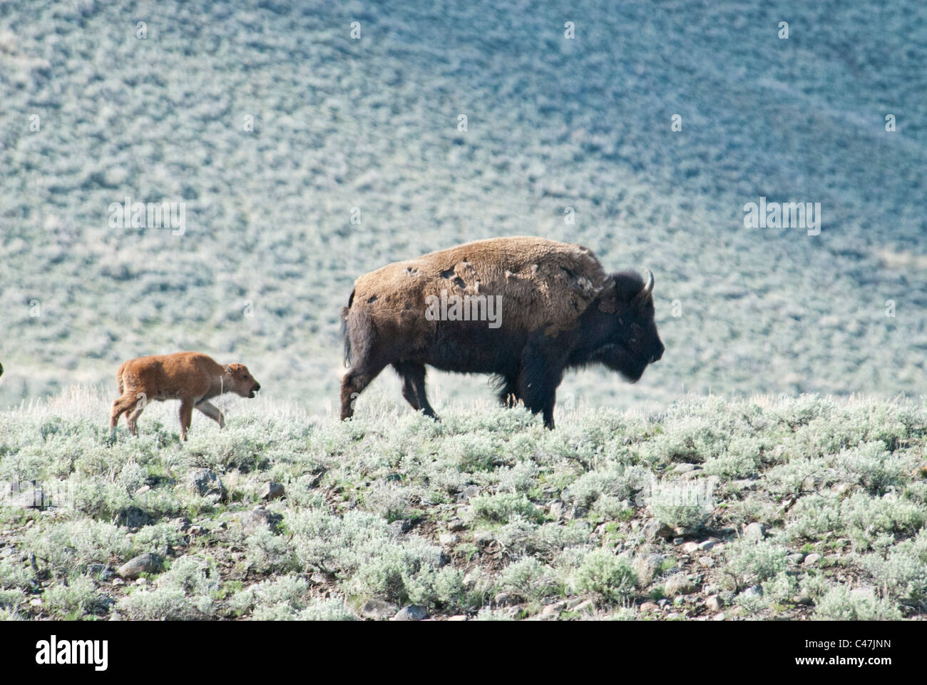 American bison (Bison bison) cow with calf in Yellowstone National Park ...