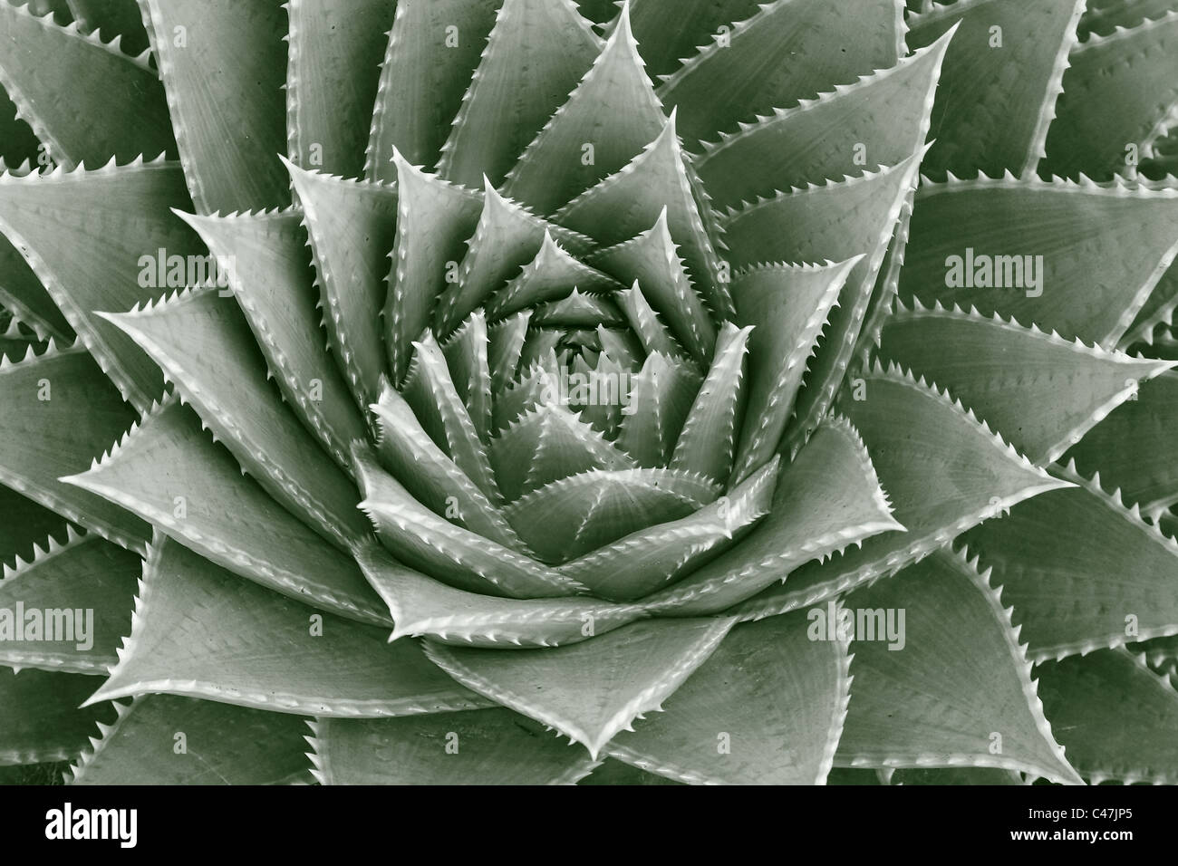Aloe polyphylla - The Spiral Aloe Stock Photo - Alamy