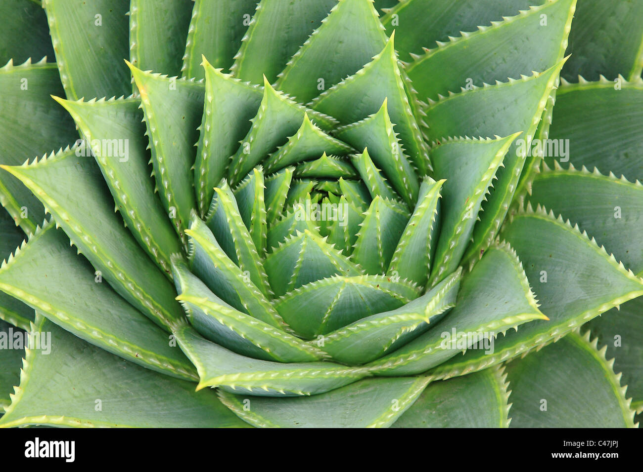 Aloe polyphylla - The Spiral Aloe Stock Photo - Alamy