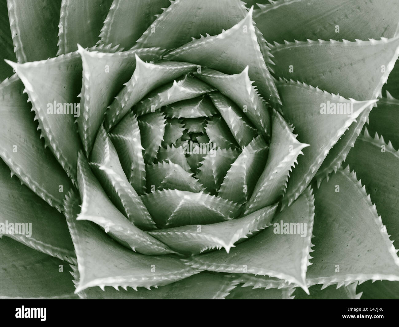 Polyphylla High Resolution Stock Photography and Images - Alamy