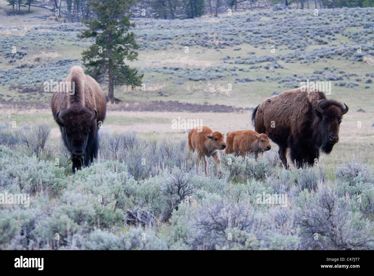 American bison (Bison bison) cows with calves in Yellowstone National ...