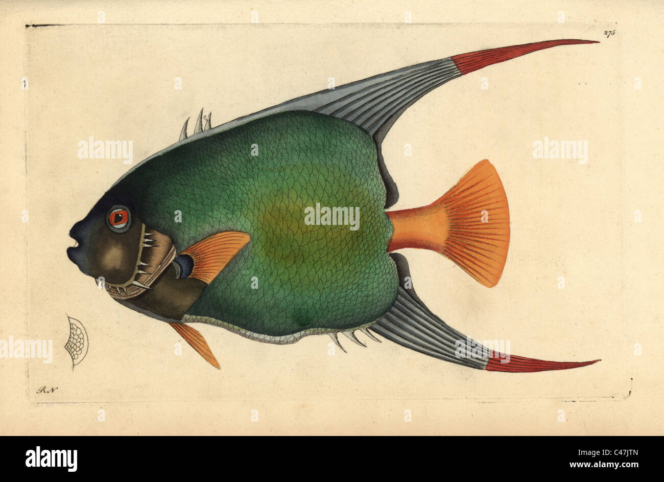 Queen angelfish, Holacanthus ciliaris Stock Photo - Alamy