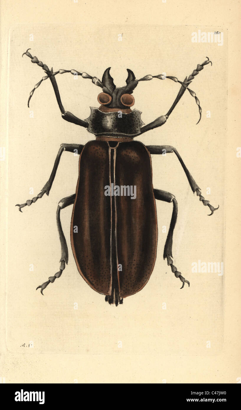 Titan beetle, Titanus giganteus Stock Photo - Alamy