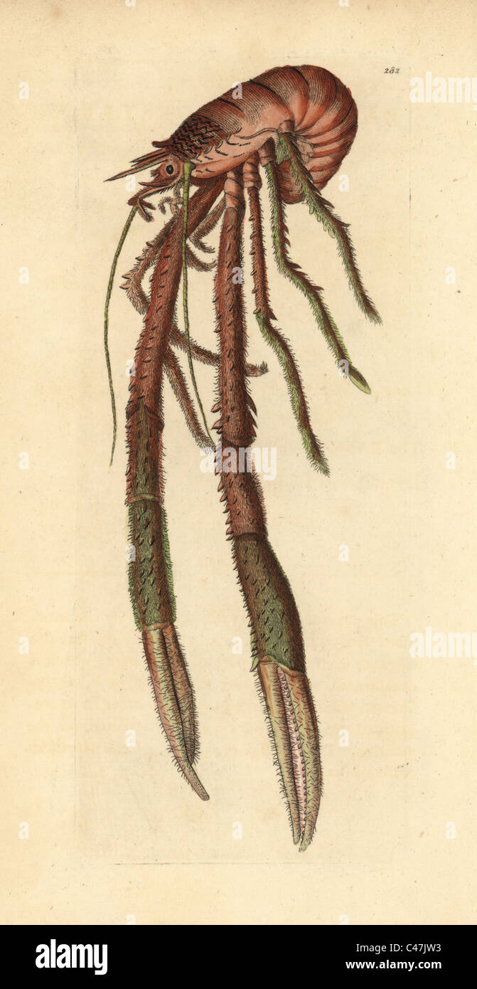 Rugose squat lobster or plated lobster, Munida rugosa Stock Photo - Alamy