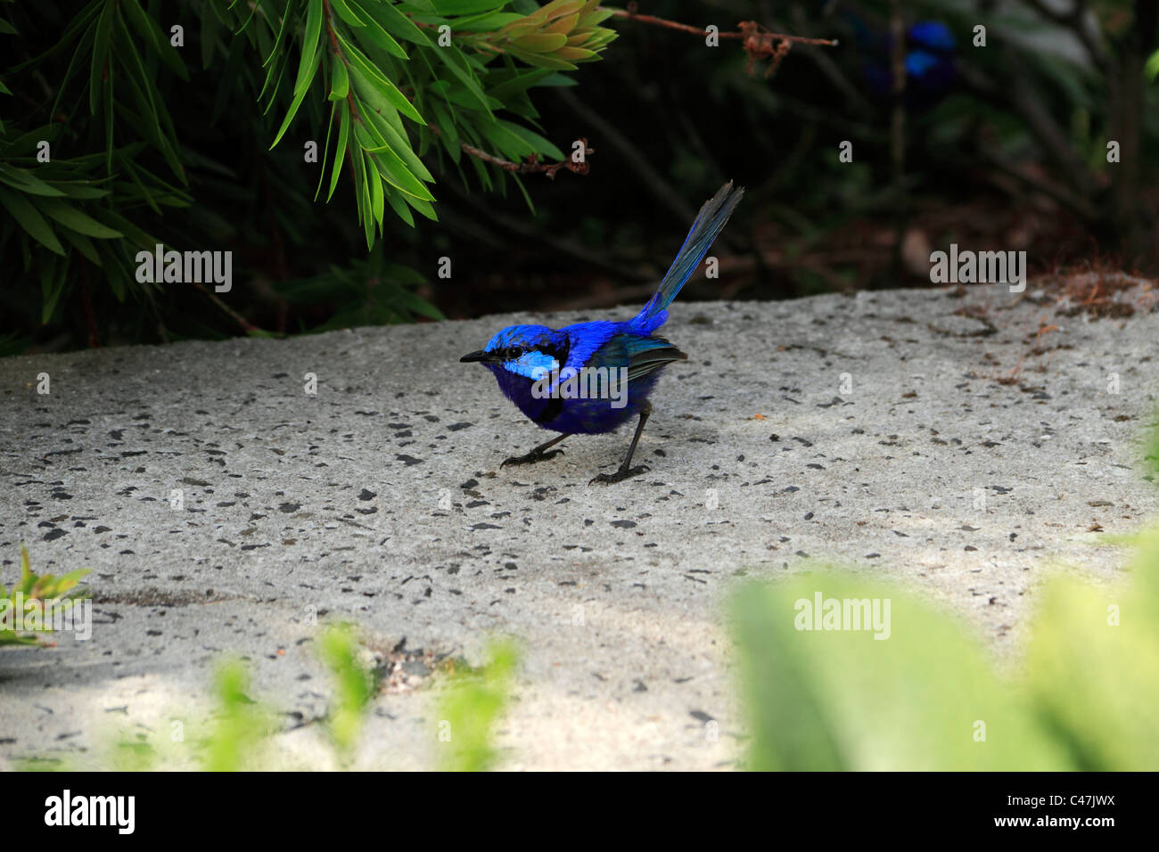 Blue wren hi-res stock photography and images - Alamy
