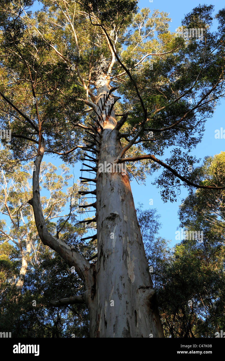 Tree Fire lookout, Shannon National Park, Southwest Australia Stock ...