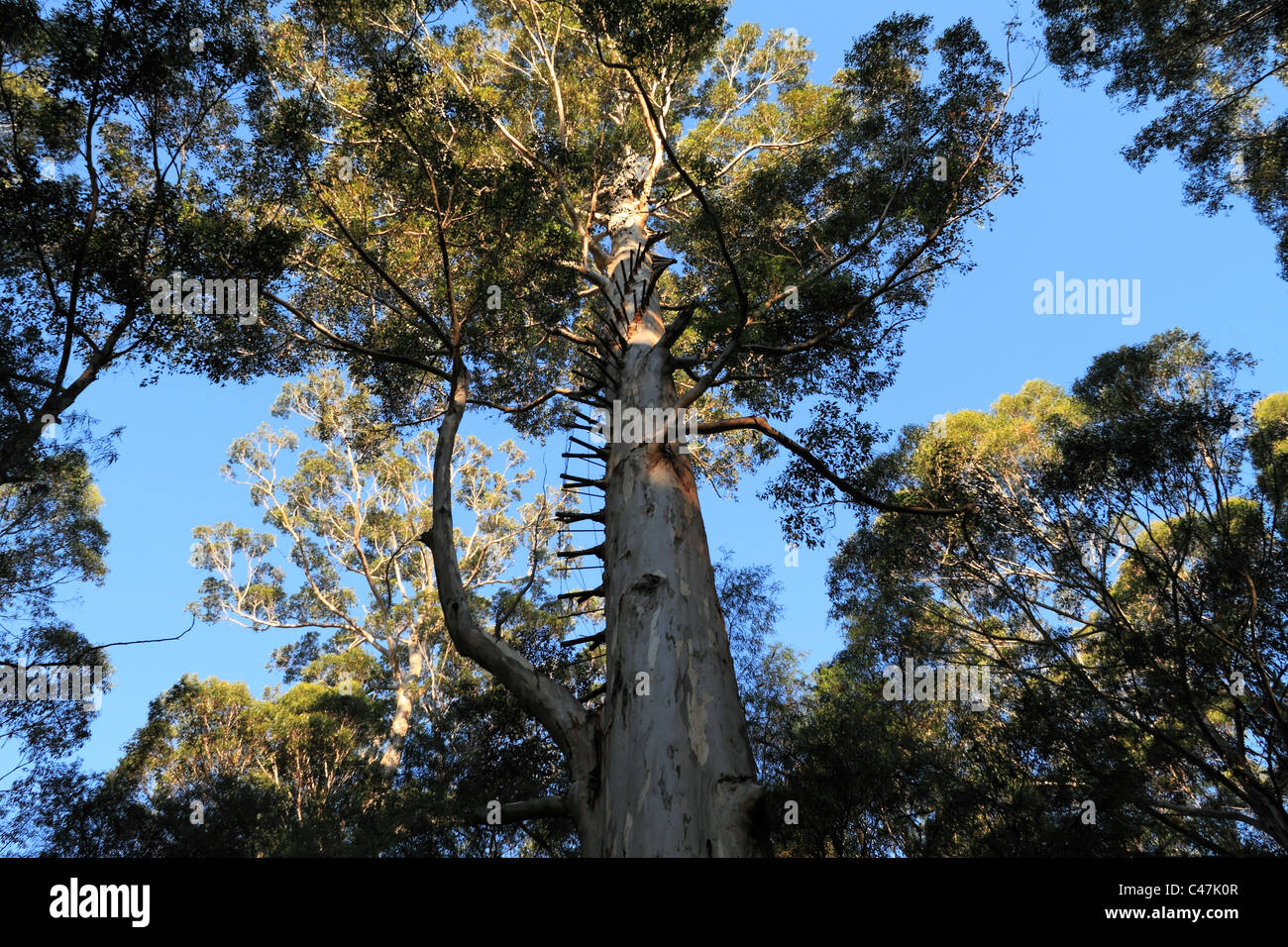 Fire lookout tree hi-res stock photography and images - Alamy
