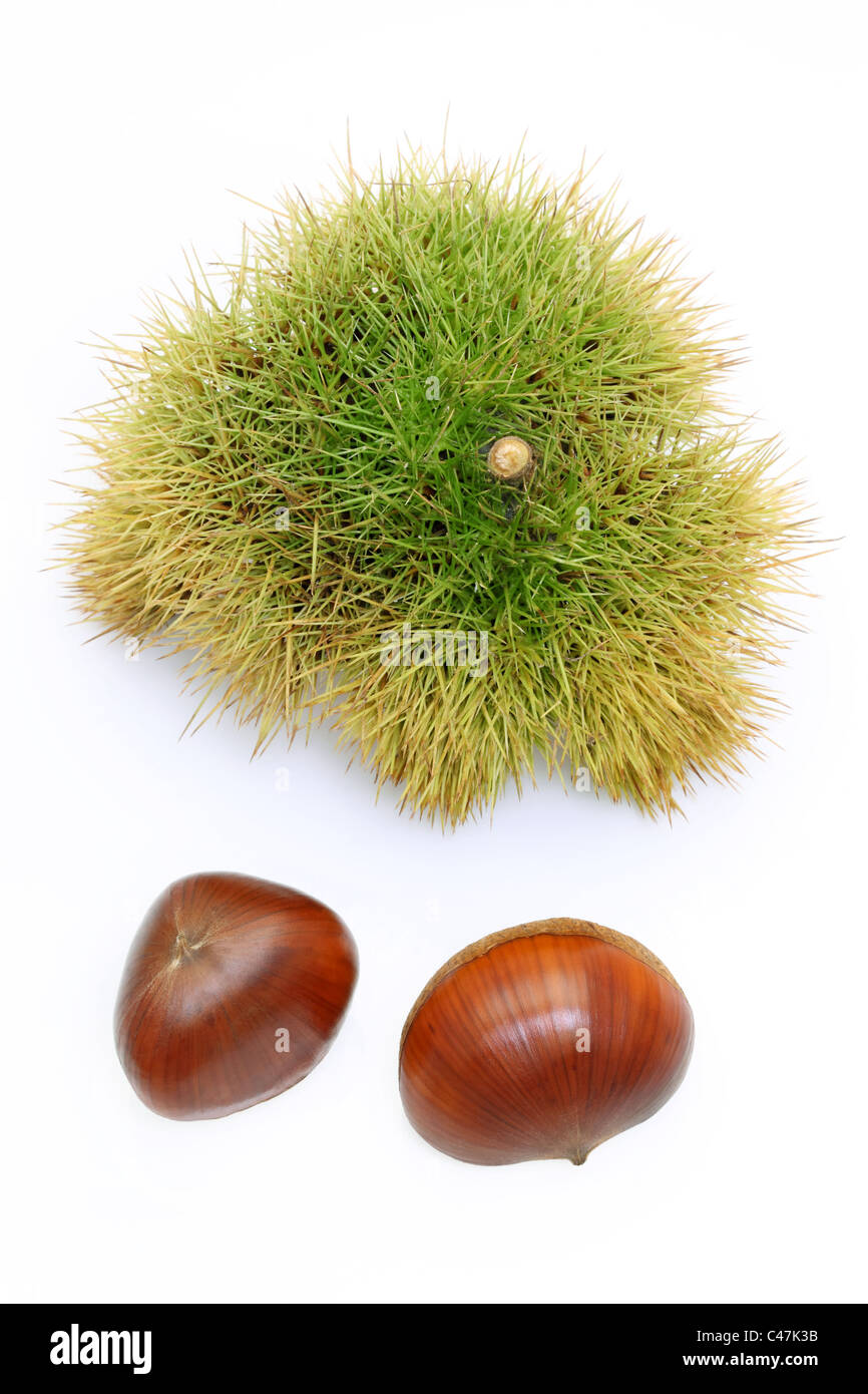 Chestnut in shell on a white Stock Photo - Alamy