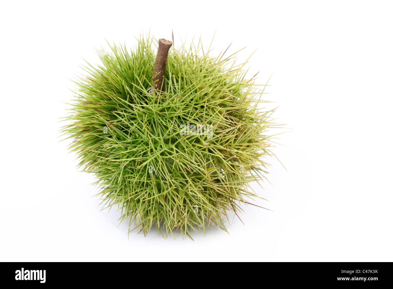Chestnut harvest in autumn Cut Out Stock Images & Pictures - Alamy