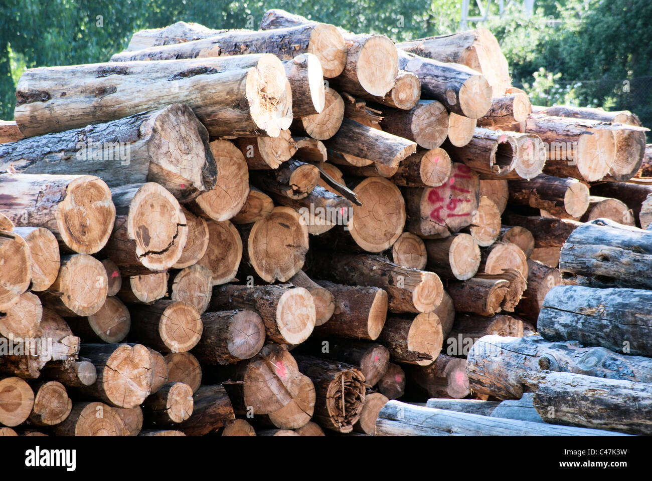 Timber newly felled and ready for collection Stock Photo - Alamy