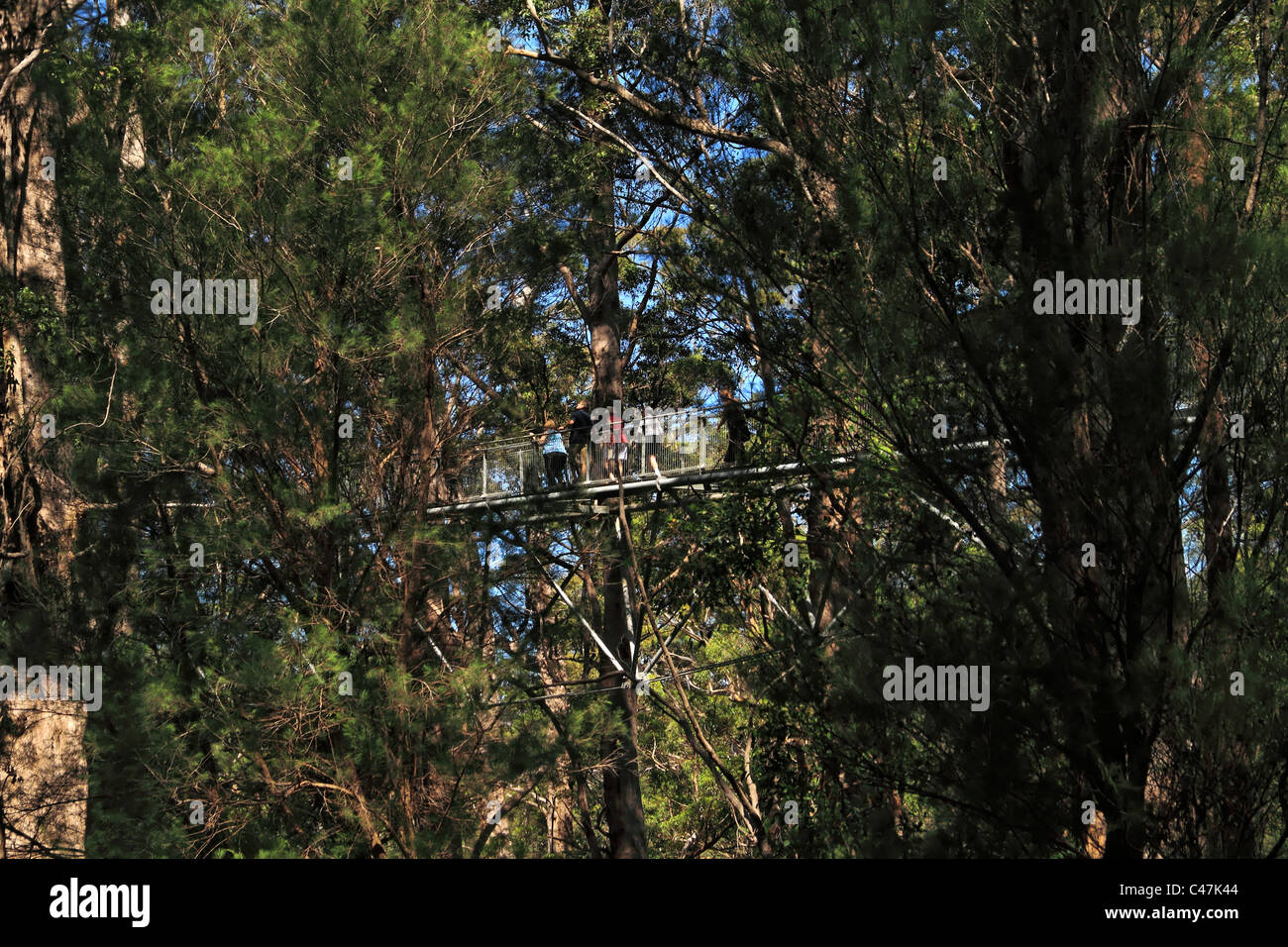 Valley of the Giants tree top walk, Walpole-Nornalup National Park ...