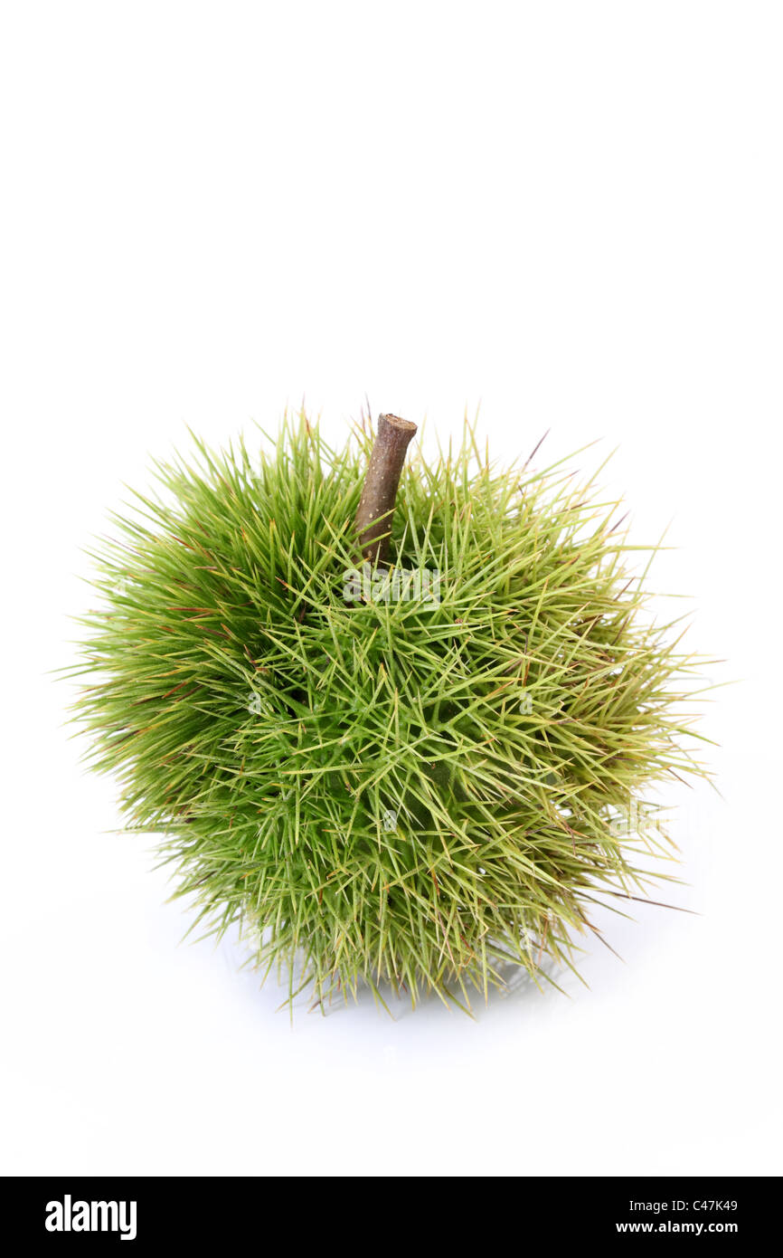 Chestnut harvest in autumn Cut Out Stock Images & Pictures - Alamy