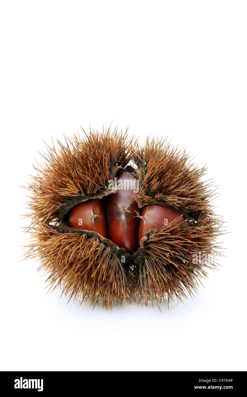 Chestnut In Prickly Shell High Resolution Stock Photography and Images ...