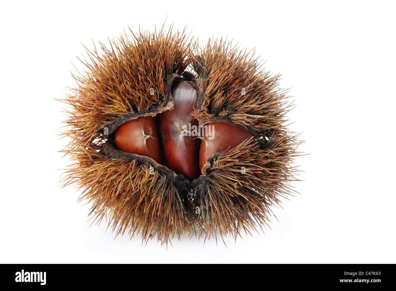 Chestnut in shell on a white Stock Photo - Alamy