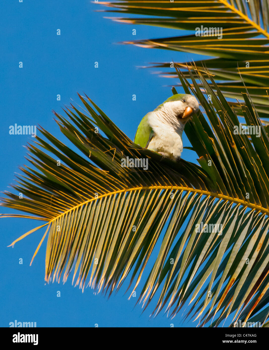 Quaker parrot hi-res stock photography and images - Alamy