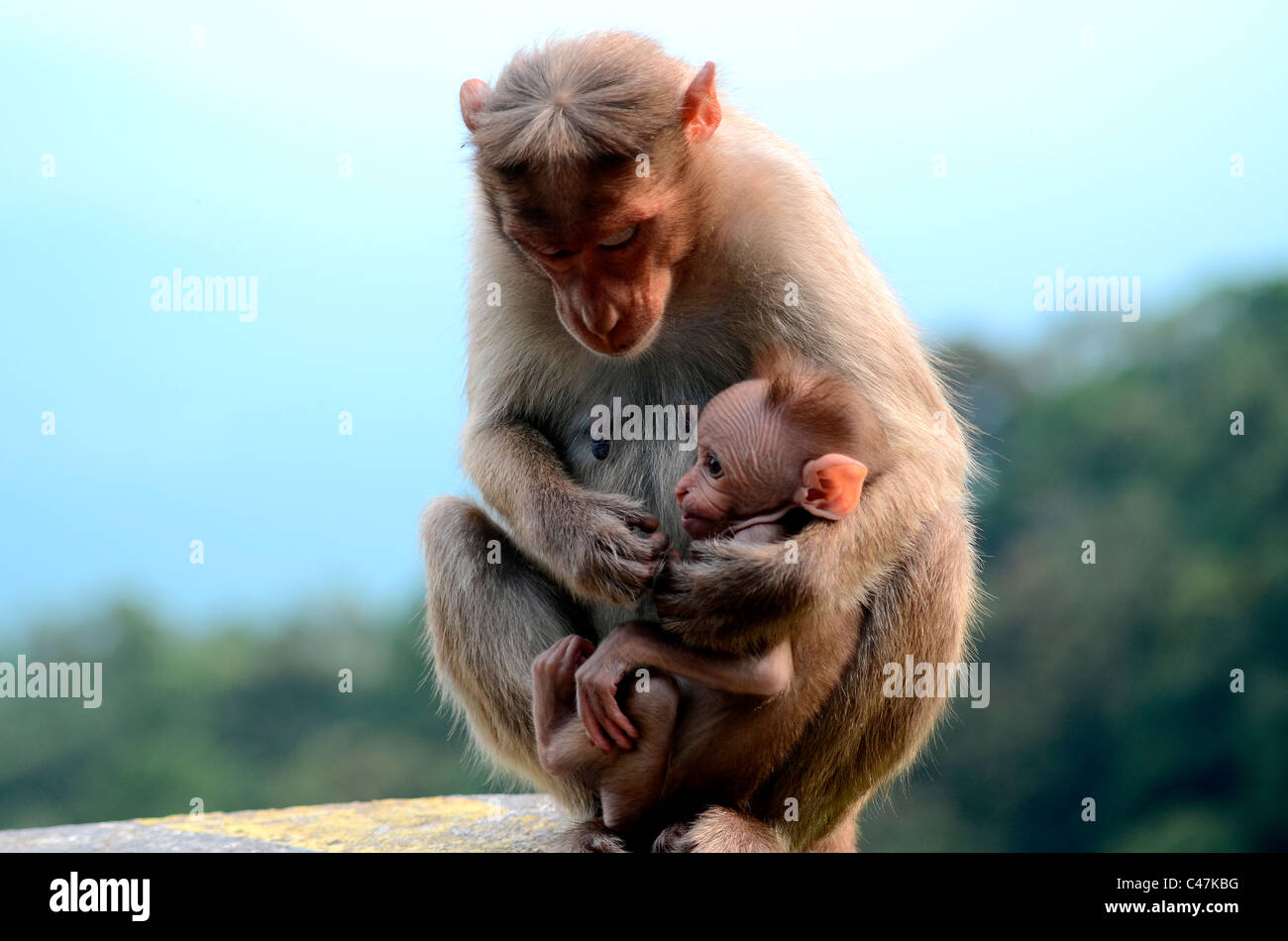 Baby Monkeys With Their Mothers