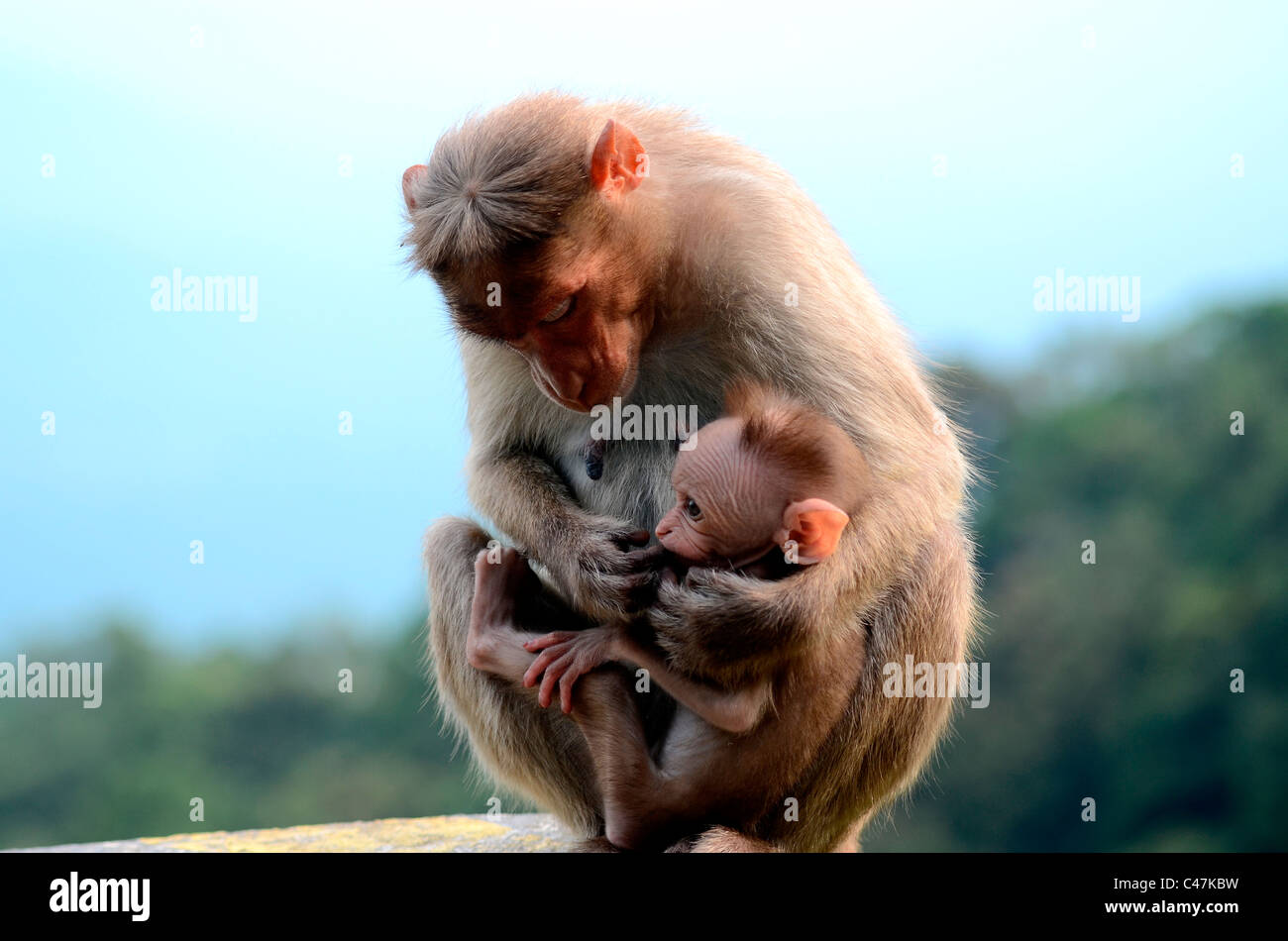 Mother monkey milk feeding the baby monkey Stock Photo - Alamy