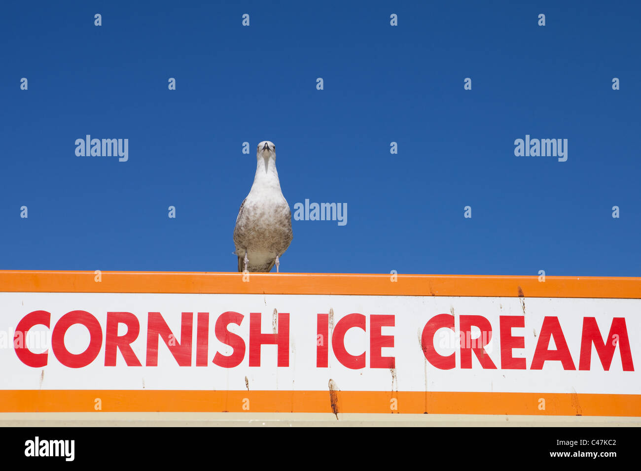 Conceptual image of a seagull on a Cornish ice cream sign against a ...