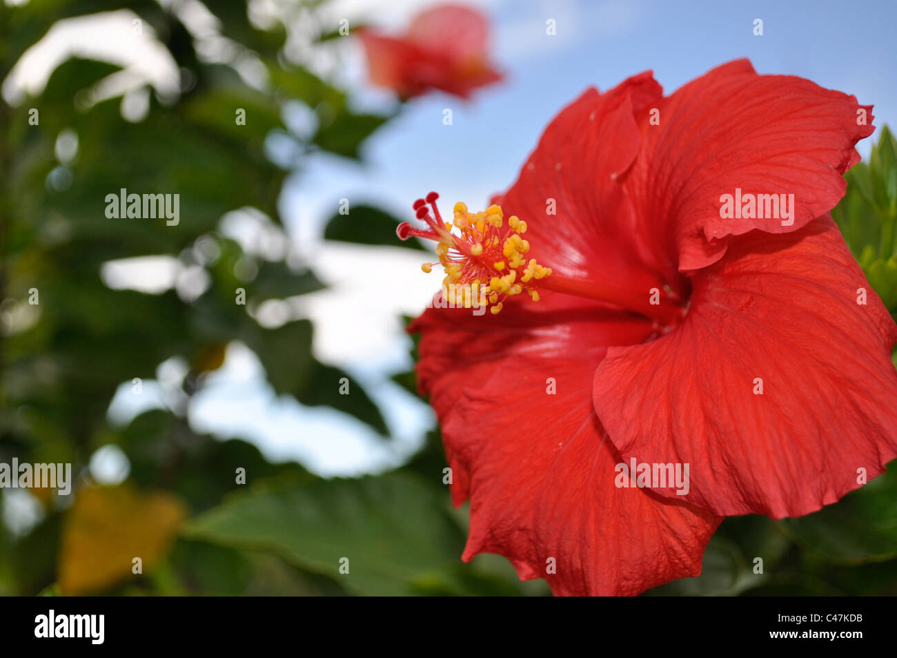 Red hibiscus bush hi-res stock photography and images - Alamy