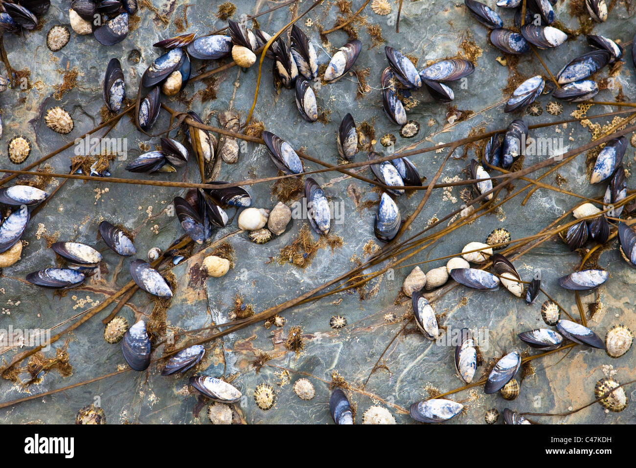 Mussels and barnacles on rock hi-res stock photography and images - Alamy