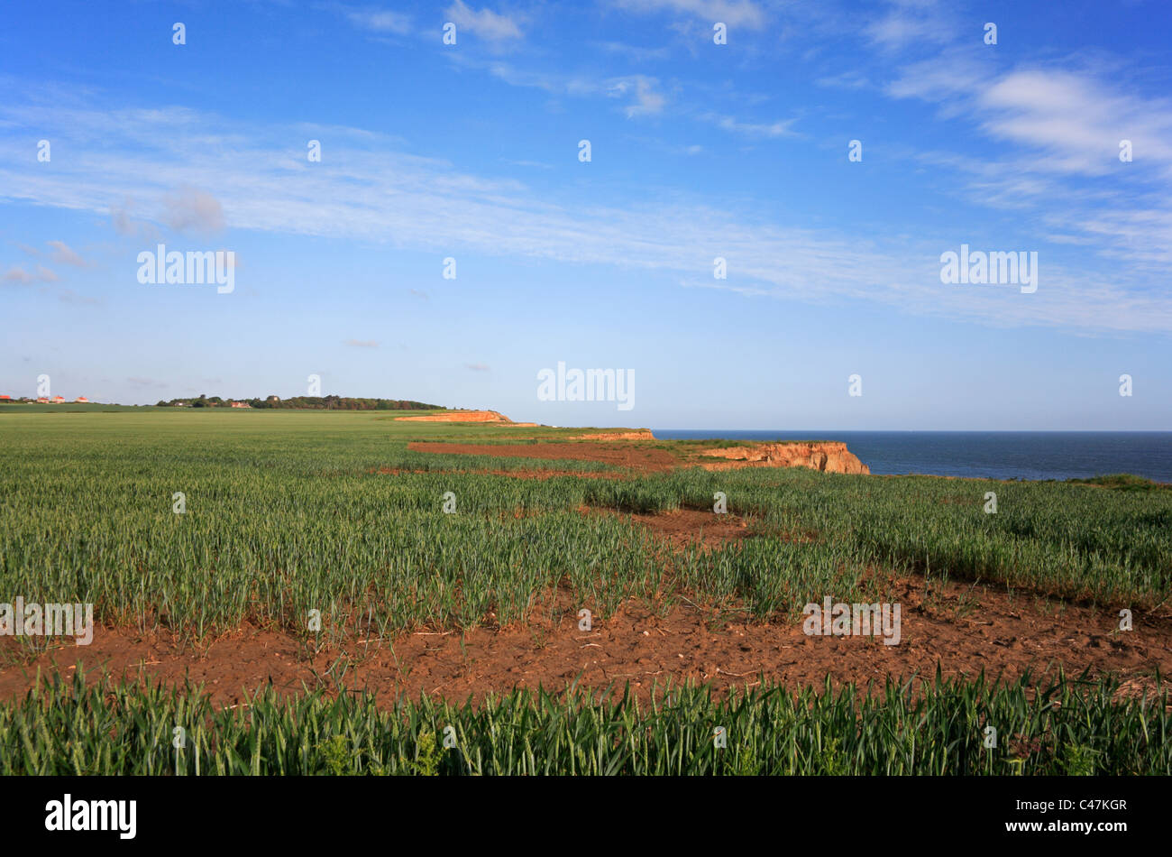 A view of eroding cliffs and associated loss of agricultural land ...