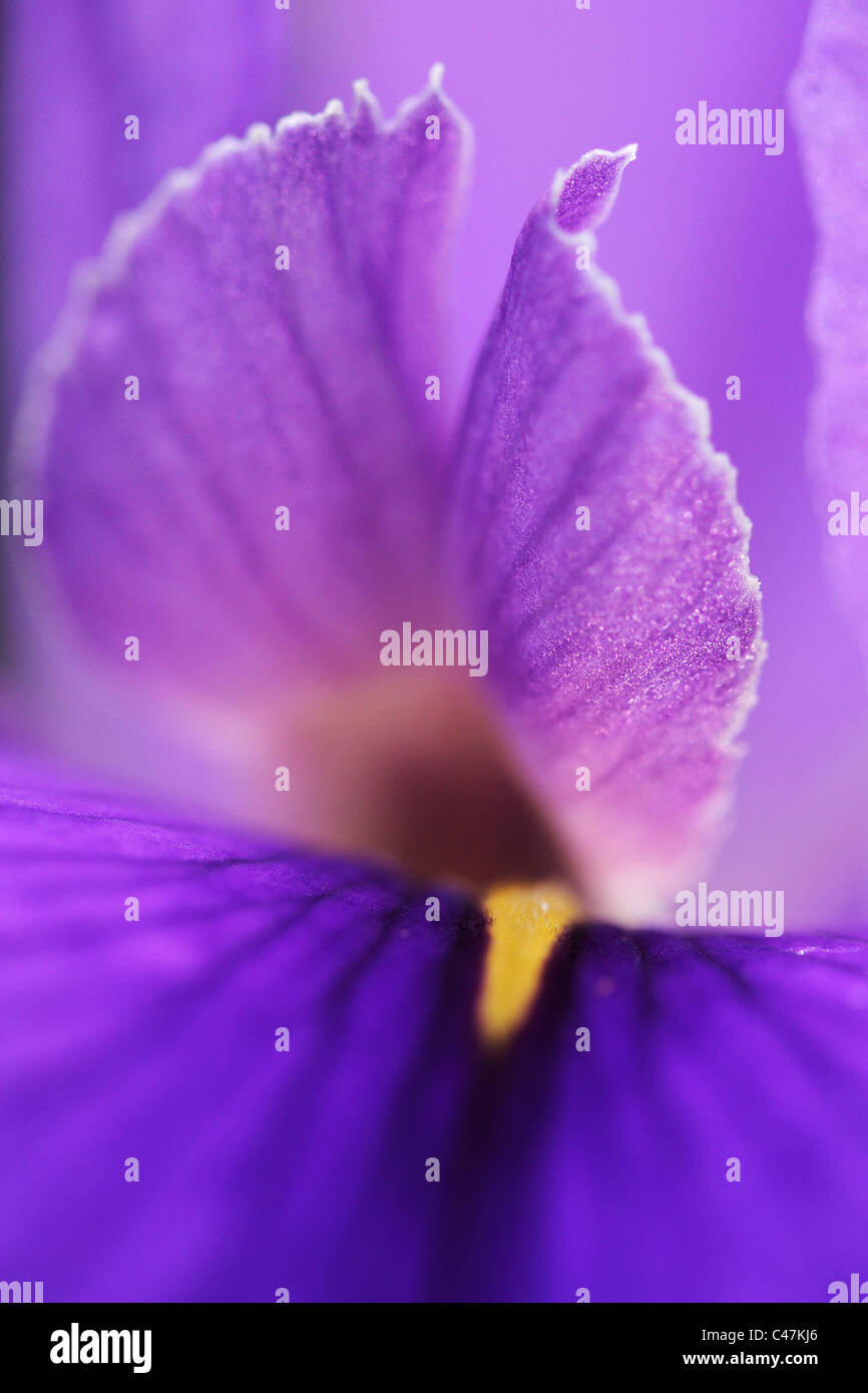 Macro Photograph of an Iris (Gerry Marstella) taken at Botanical ...