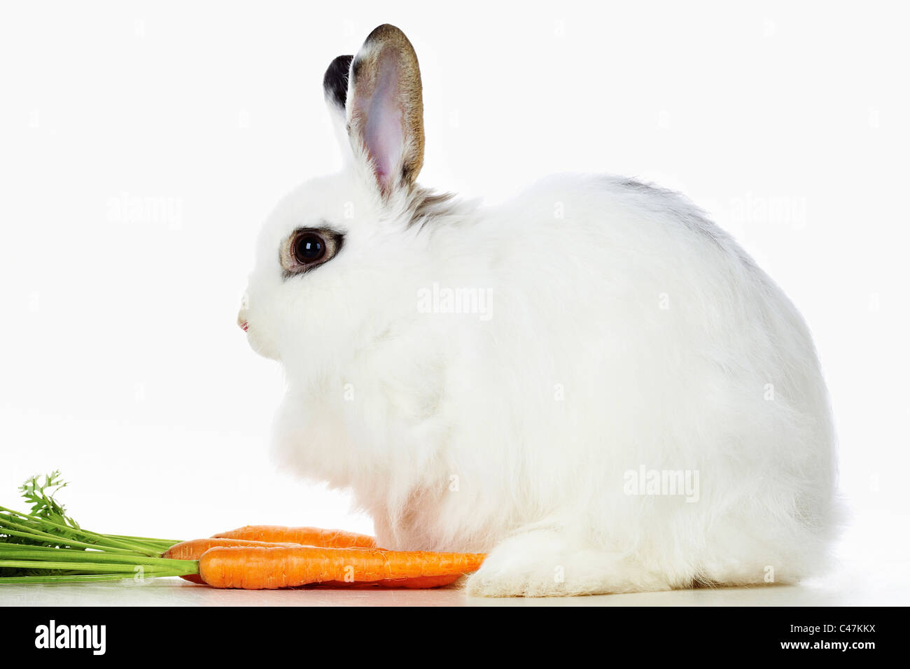 Image of cautious rabbit with juicy carrots sitting in isolation Stock ...